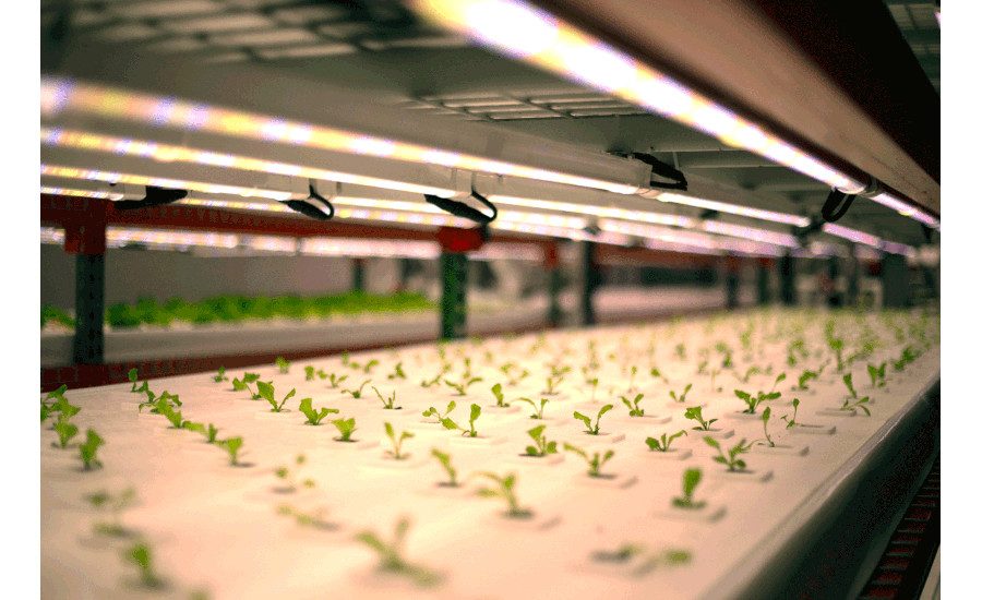 Crop One Holdings invests in new vertical farm in TX | 2019-05-10 ...